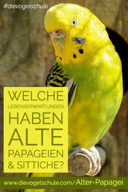 Erstaunlich Wie Alt Werden Papageien Ebenbild