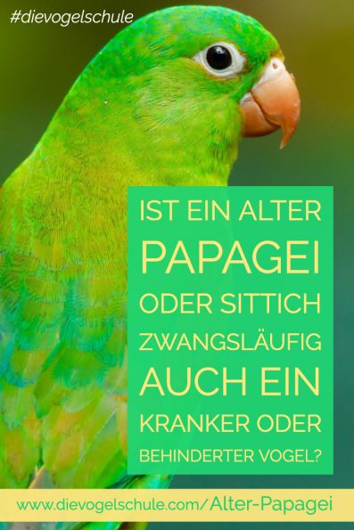 Erstaunlich Wie Alt Werden Papageien Ebenbild