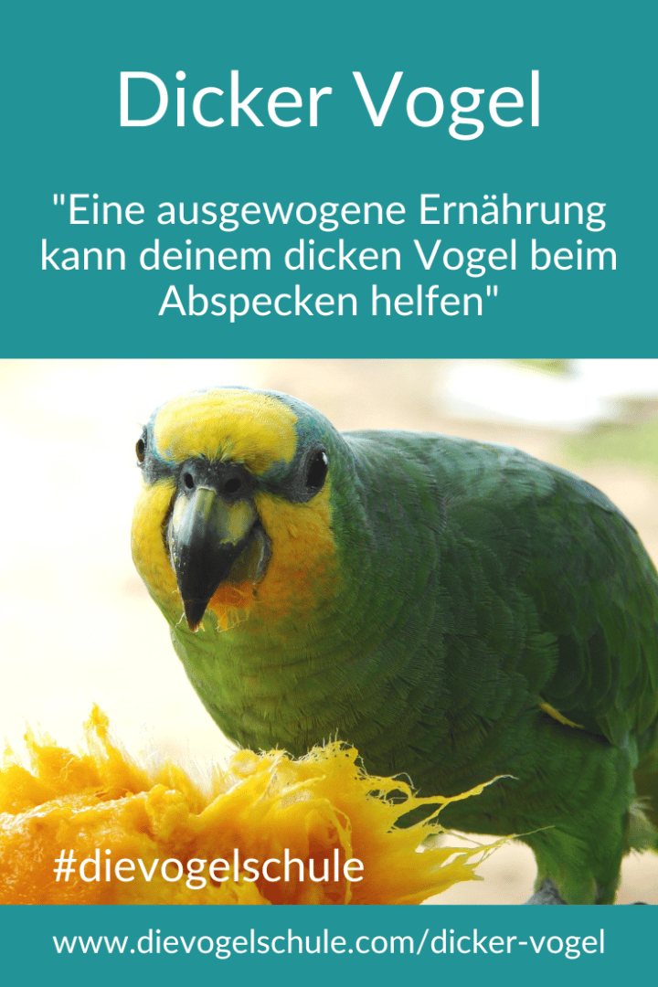 Dicker Vogel: So nimmt dein Papagei oder Sittich gesund ab