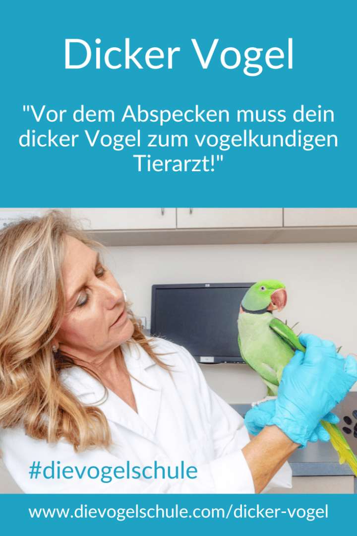 Dicker Vogel: So nimmt dein Papagei oder Sittich gesund ab